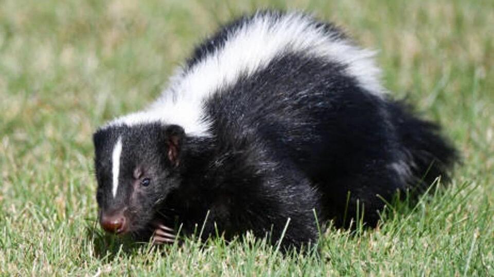 Kerr County confirms seventh rabies case after skunk found dead in ...