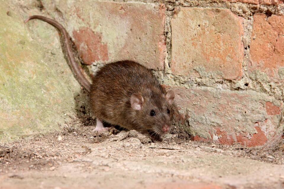 Boston ‘Rat Czar’: City proposes Office of Pest Control to combat rat ...