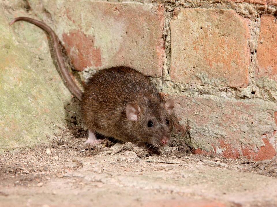 Boston ‘Rat Czar’: City proposes Office of Pest Control to combat rat ...