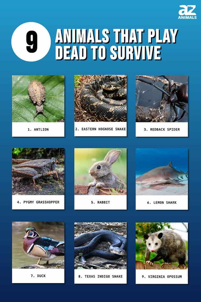 9 Animals That Play Dead to Survive - NewsBreak