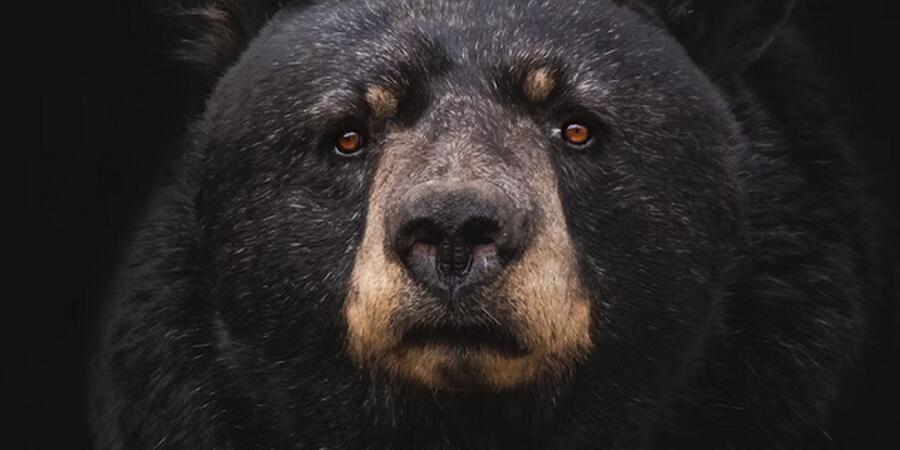 How Many People Are Attacked By Bears in Delaware? - NewsBreak