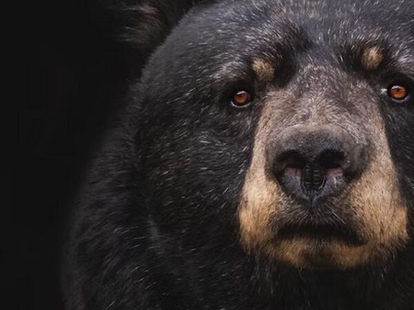 How Many People Are Attacked By Bears in Delaware?