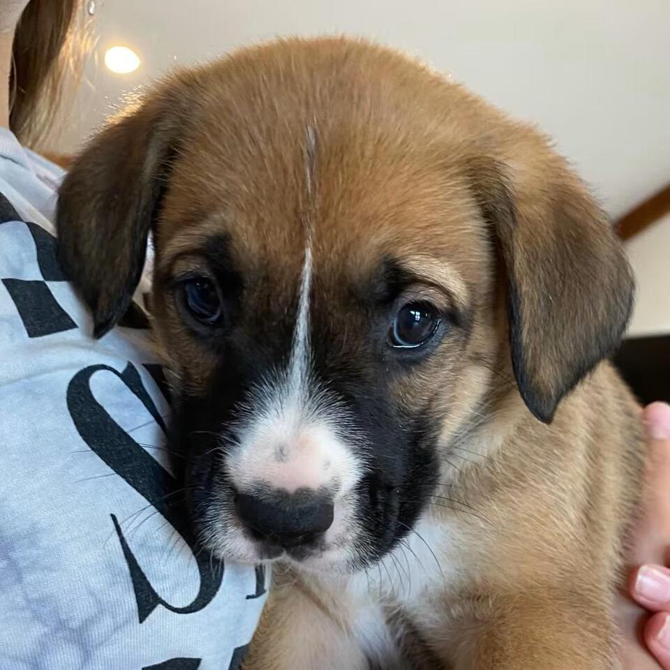 🐶 Playful Shepherd Puppies & More Dogs Ready for Adoption in Oceanside ...