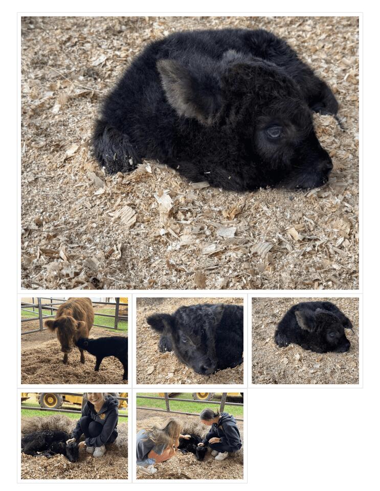Name Our Calf”Contest (HCSD Students Only) - NewsBreak