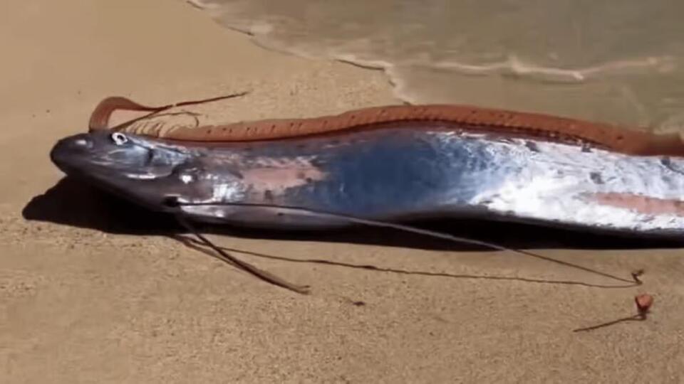 Ultra rare “doomsday” fish go viral after washing up on Mexican beach ...