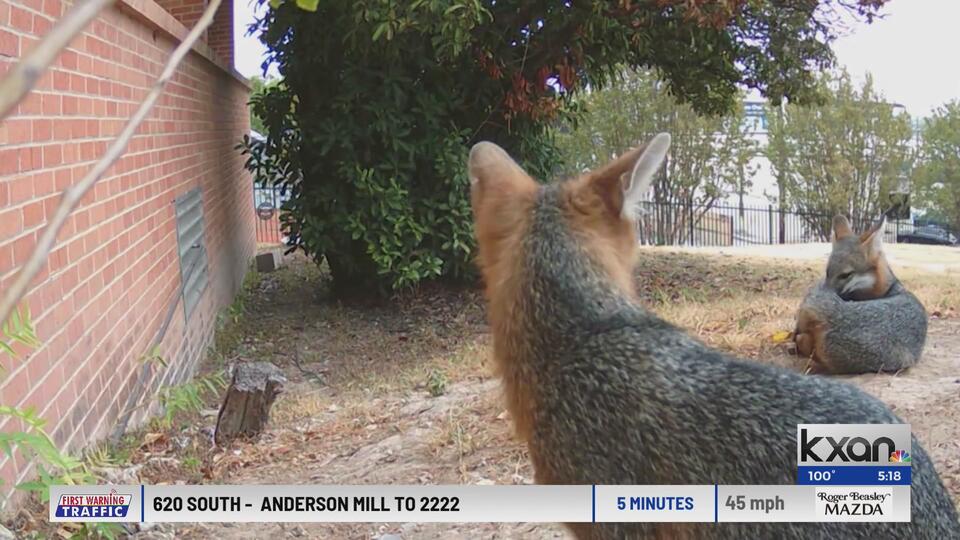 Likely ‘rabid’ fox bites hiker 6 times in rare attack - NewsBreak