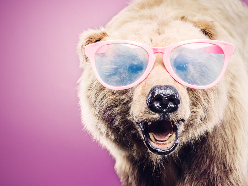 75 Paw-Some Bear Puns and Jokes That Are Wildly Funny