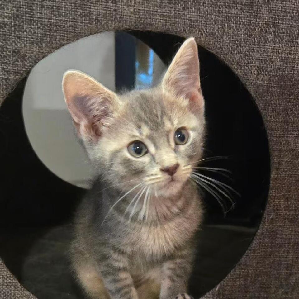 🐱 Playful & Sweet Cats Ready for Adoption in Waukesha - NewsBreak