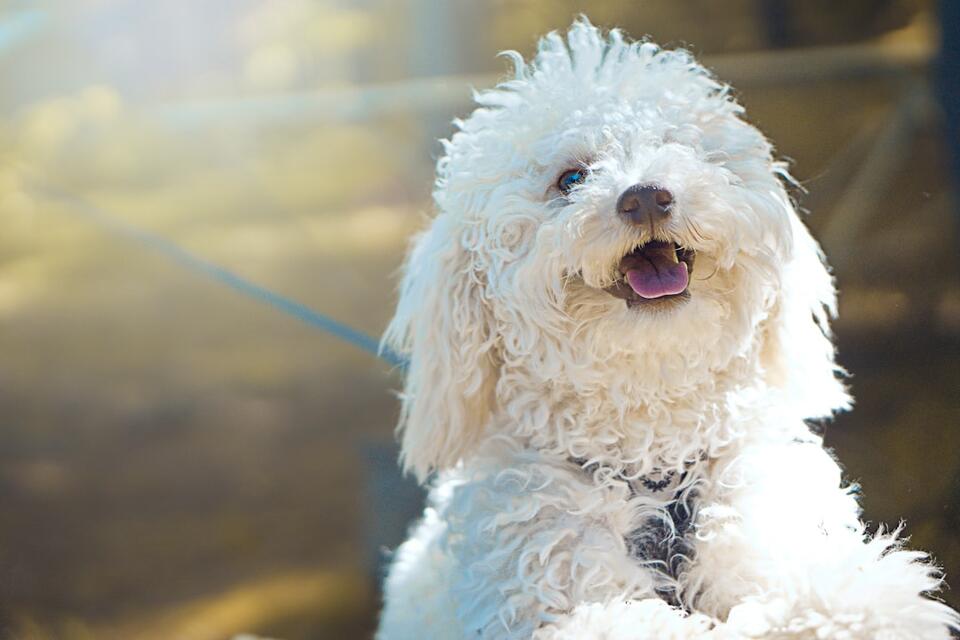Should You Cut Your Dog’s Hair in Summer? - NewsBreak