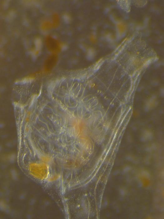 New discovery sheds light on evolutionary crossroads of vertebrates ...