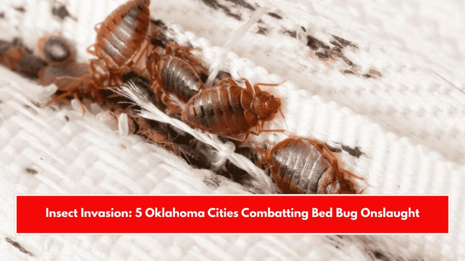 Insect Invasion: 5 Oklahoma Cities Combatting Bed Bug Onslaught - NewsBreak