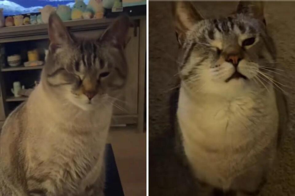Winston’s Fake Eye Injury: The Popcorn Ploy Capturing Millions Online ...