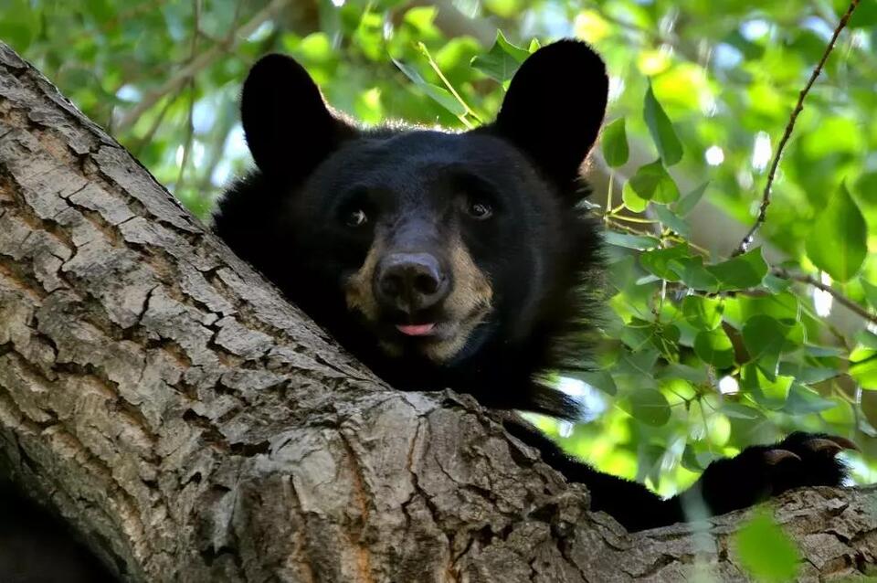 Wild Encounter: Black Bear Spotted Right in a Central New York Driveway ...