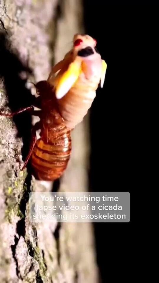 Billions of cicadas are expected to emerge in parts of the country ...