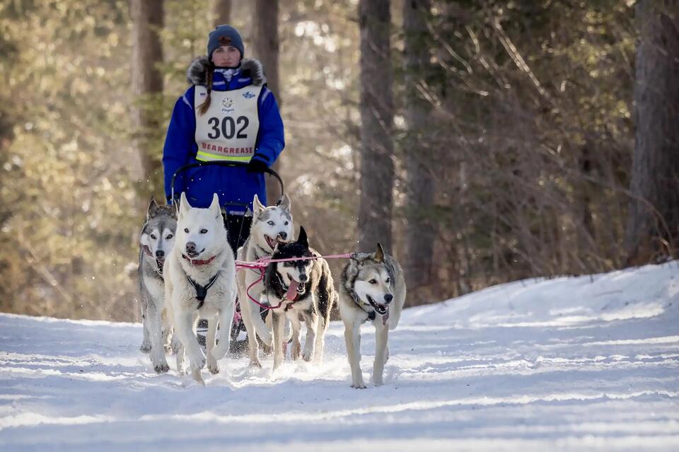 Kids of winning mushers join parents for first Beargrease 120 sled dog ...