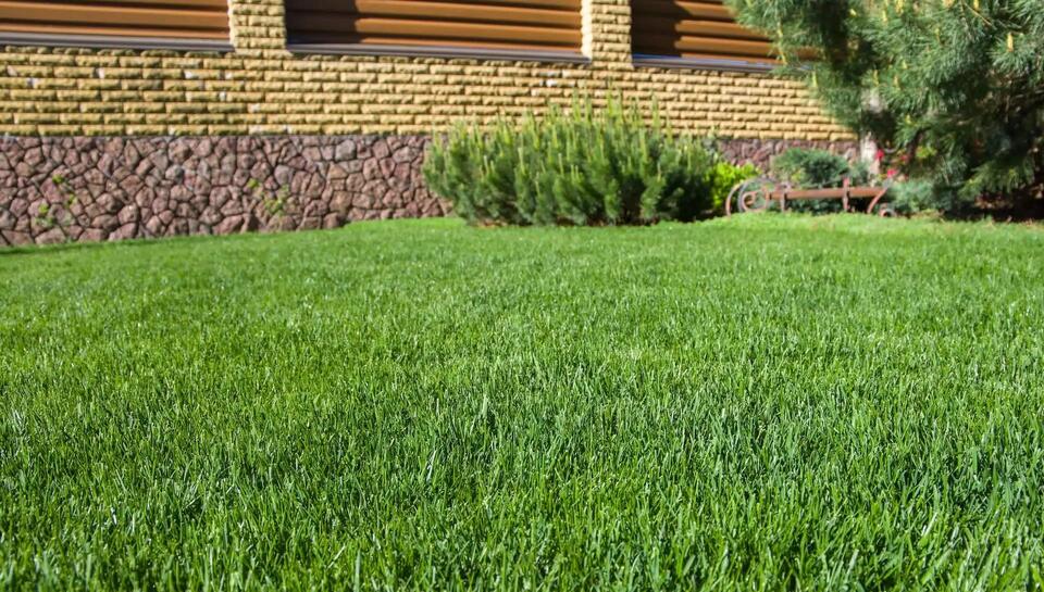 Homeowner shares photos after spotting unexpected yard visitors ...