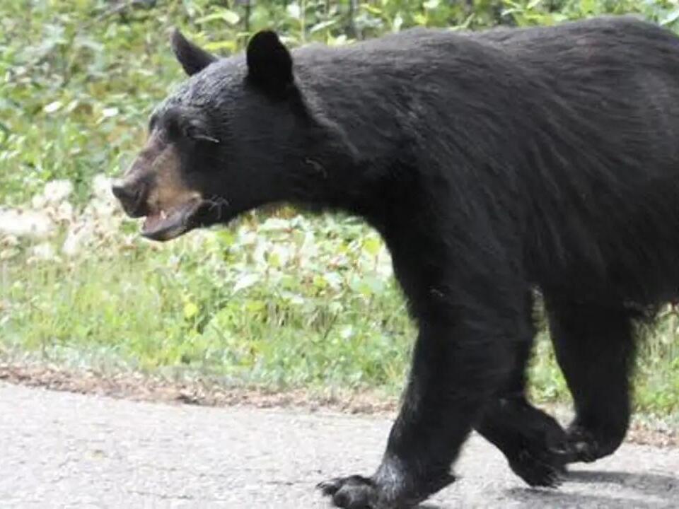 Bear killed in crash after multiple sightings around Delaware: police