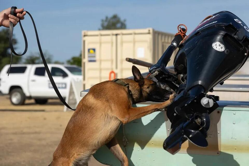 Meet the mussel-sniffing dogs that could save California from a Delta ...