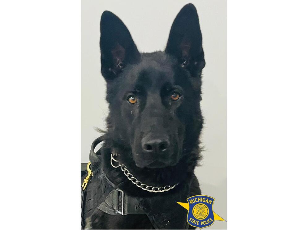 MSP K9 exposed to illicit drugs during search of Flint home, expected ...