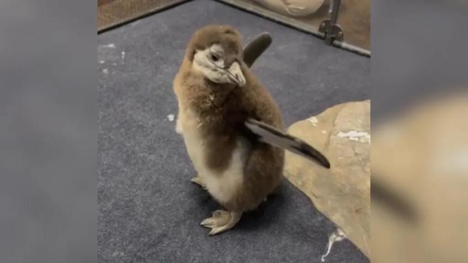 Fuzzy Baby Penguins Go On A Field Trip To Brighten Zoo Staff’s Day ...