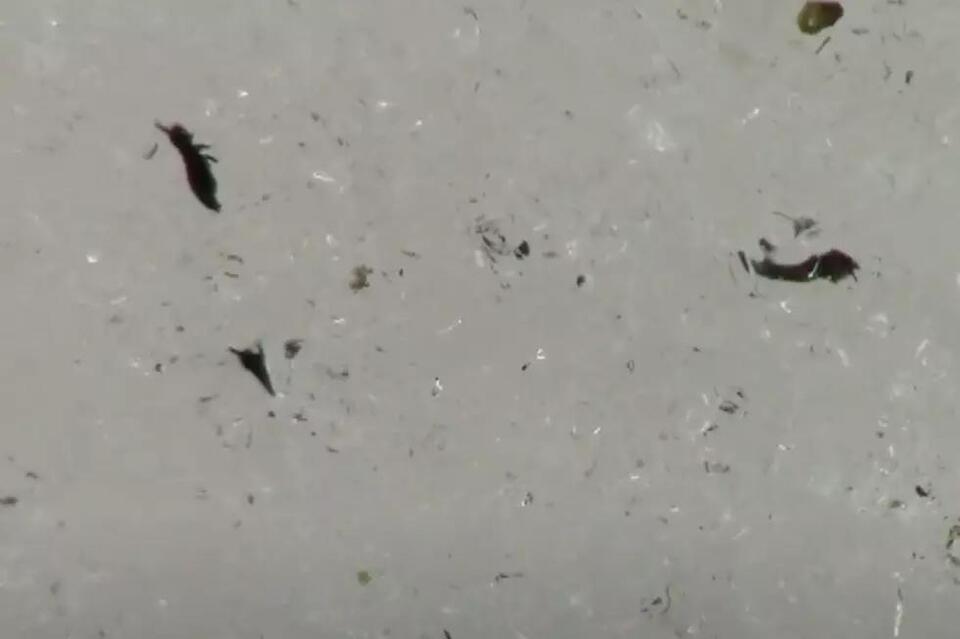 What Are Snow Fleas? All About The Wisconsin Creature - NewsBreak