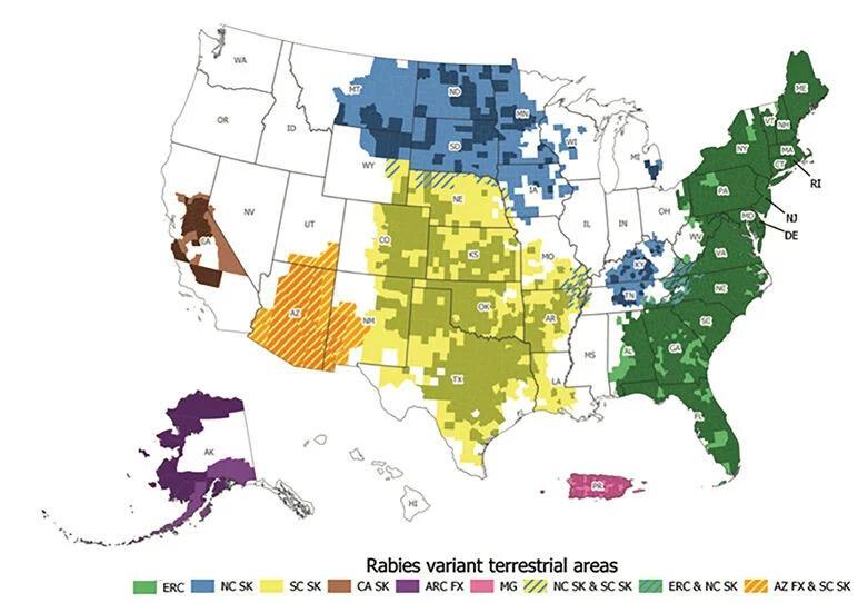 FAQs: What Producers Should Know About Rabies in Cattle - NewsBreak