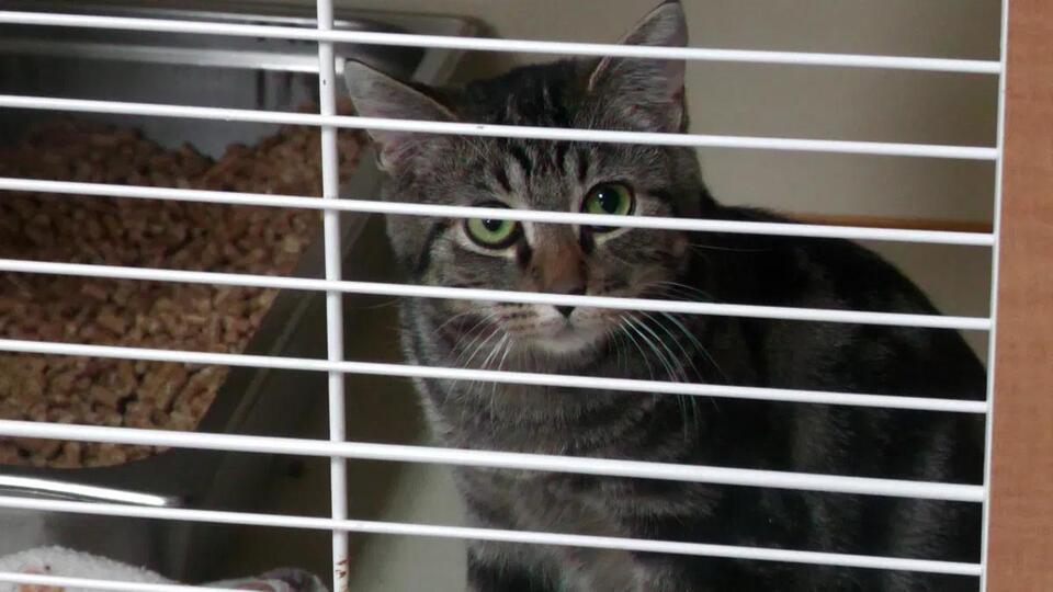 Snake River Animal Shelter celebrates 10th anniversary - NewsBreak