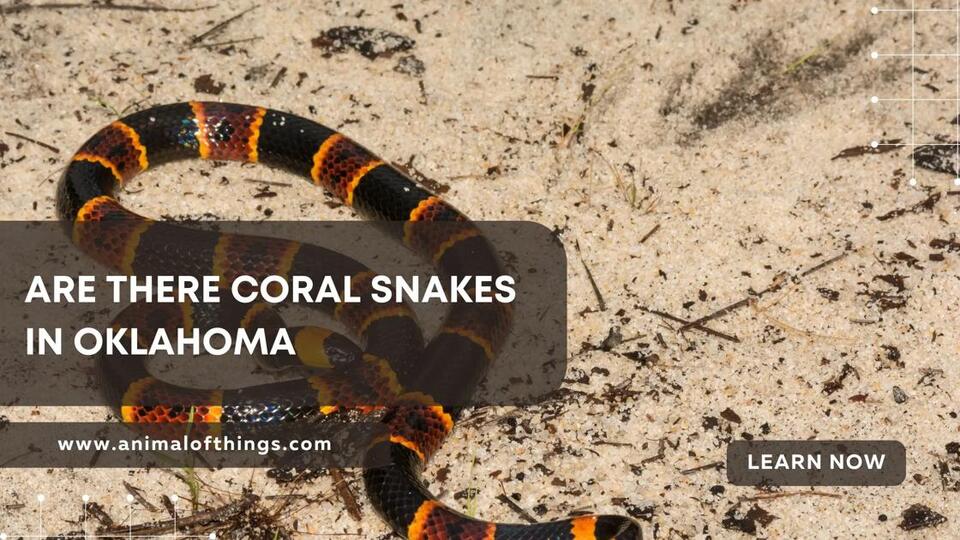 Are There Coral Snakes in Oklahoma? How to Identify Lookalikes and Stay ...