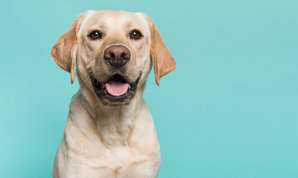 Red Collar Pet Foods Plant Acquired - NewsBreak
