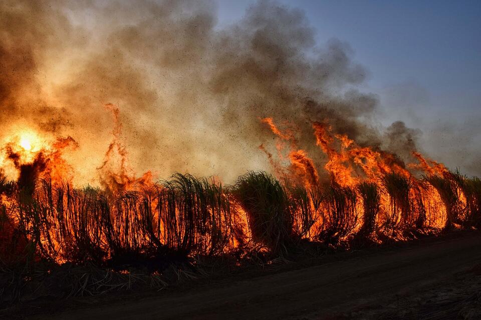 Fleeing the Inferno: Pets, Livestock, and Wildlife Caught in Australia ...