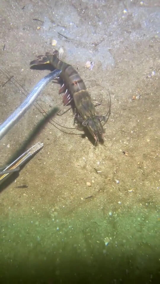 The diving was fooled by the flying thunder god, and caught a big ...