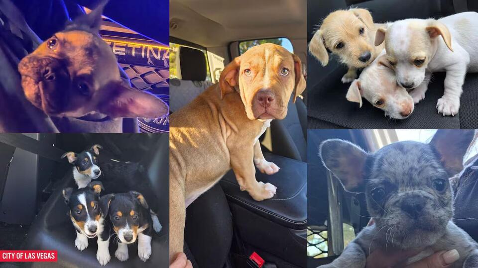 ‘Operation Pawsitive Change’ recovers 28 puppies, issues 56 citations ...