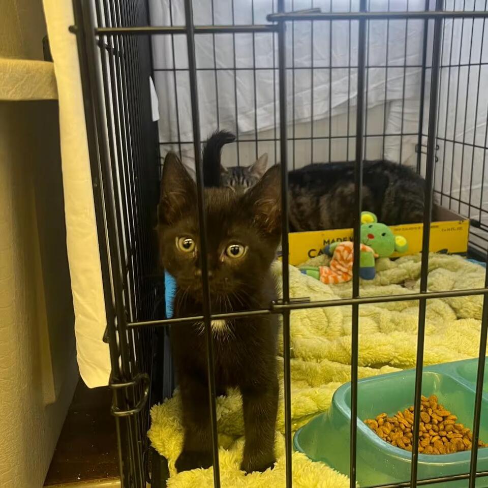 🐱 Playful, Gentle & Loving Cats Ready for Adoption in Spokane - NewsBreak