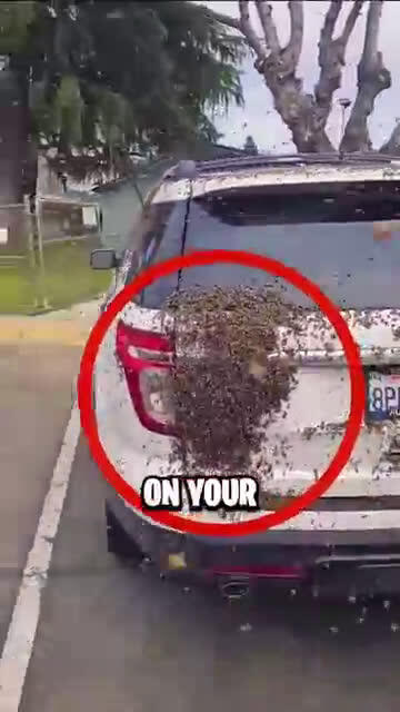 How To Survive A Bee Attack - NewsBreak