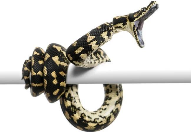 Popular Python libraries used in Hugging Face models subject to ...