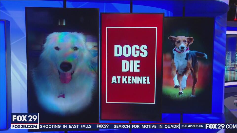 Death of 2 dogs at Bucks County kennel prompts investigation; grieving ...
