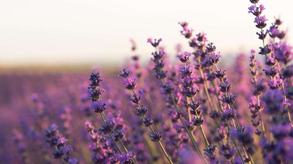 Pick Your Own Lavender This Month At This RivCo Farm - NewsBreak