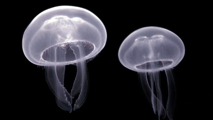 12 Animals That Glow Naturally in the Dark - NewsBreak