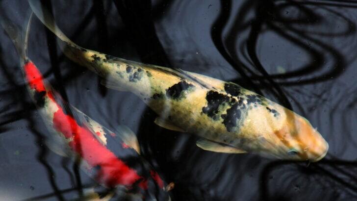 Why Koi Fish Are a Symbol of Good Luck - NewsBreak