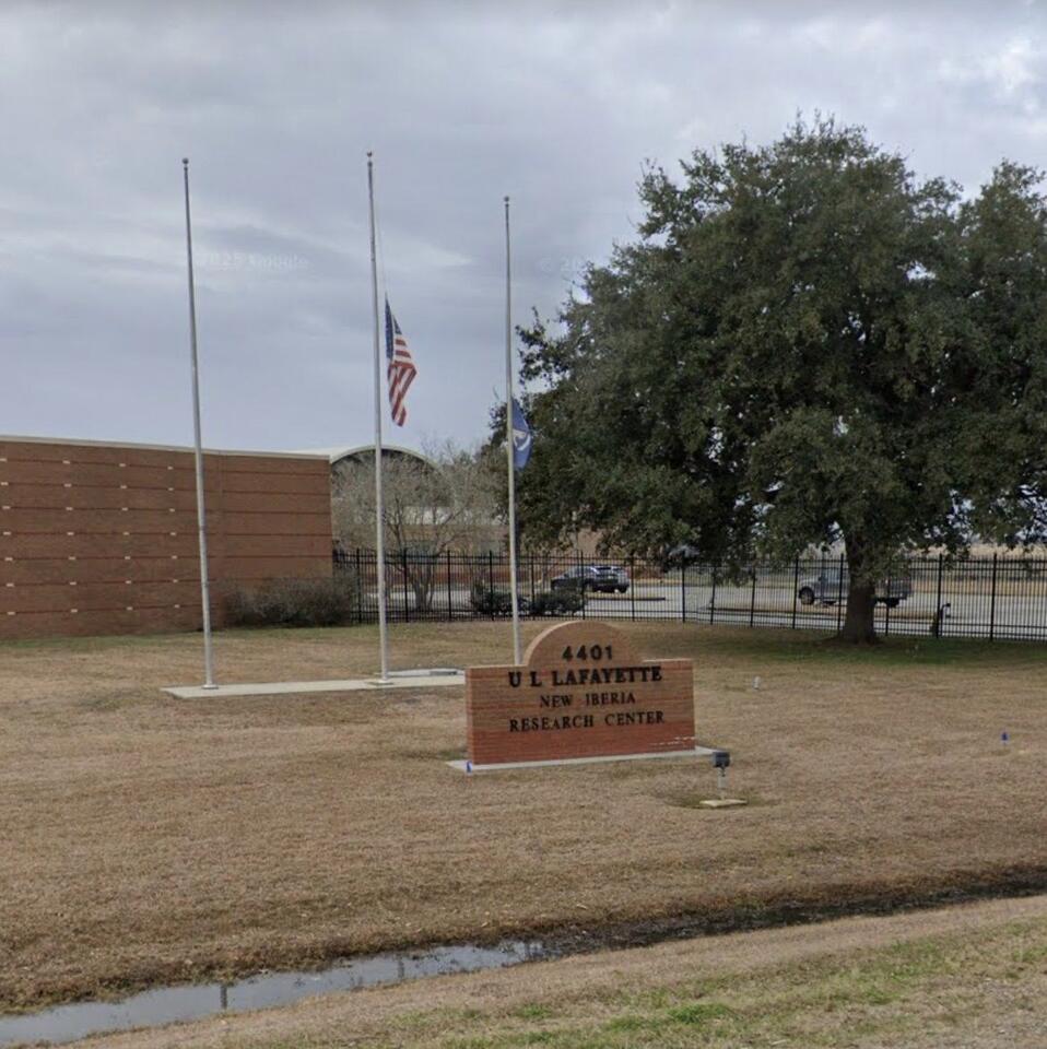 UL Lafayette Cited Over Monkey Deaths - NewsBreak