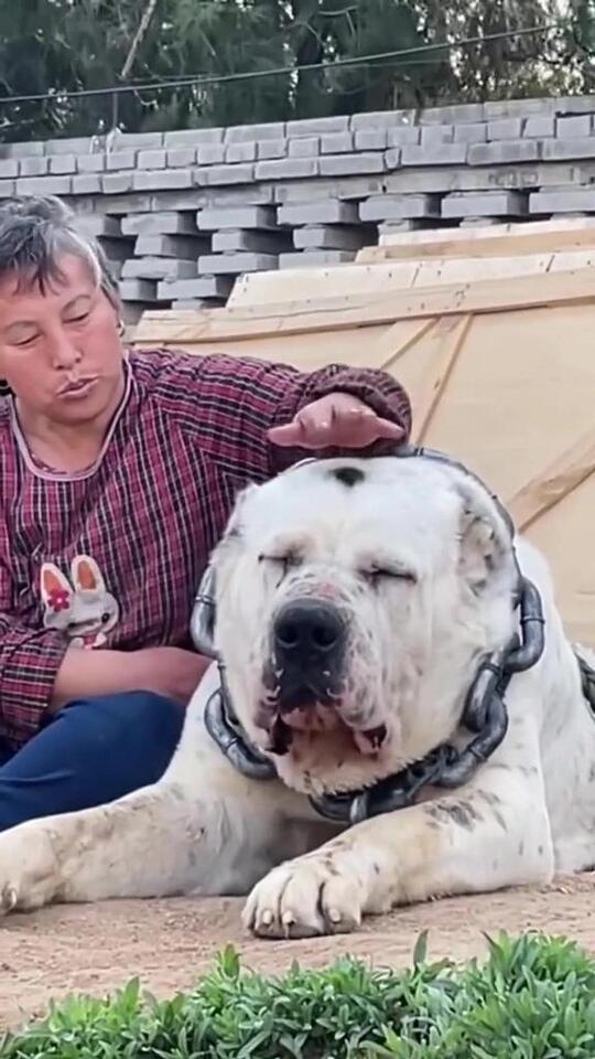 My 7ft pooch is so huge fans call her ‘Dogzilla’ and think she’s a ...