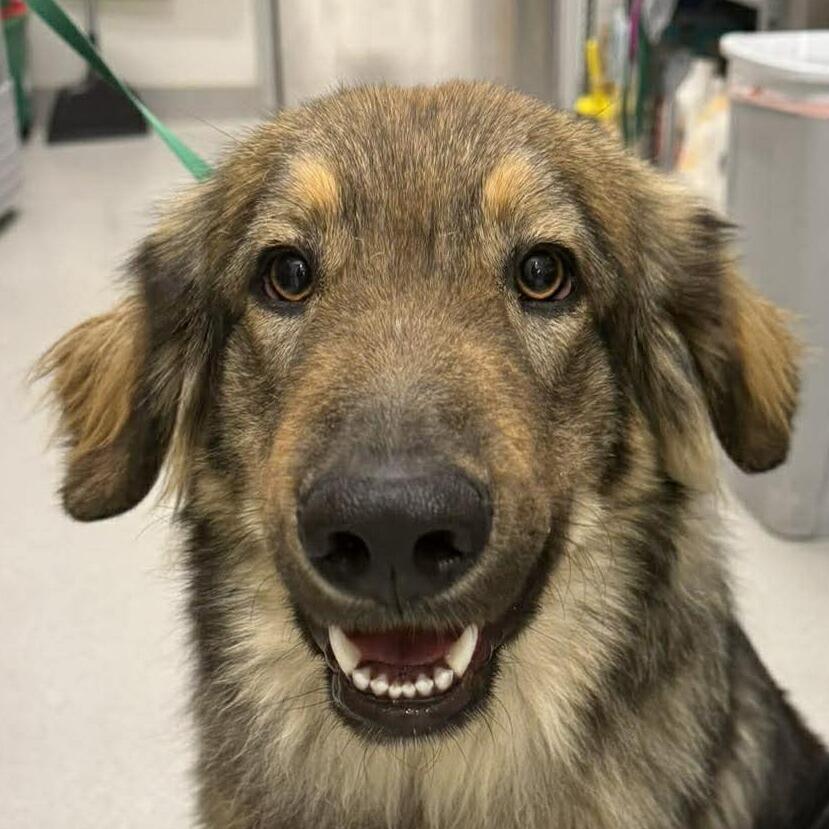 City of Odessa introduces Milo the dog - NewsBreak