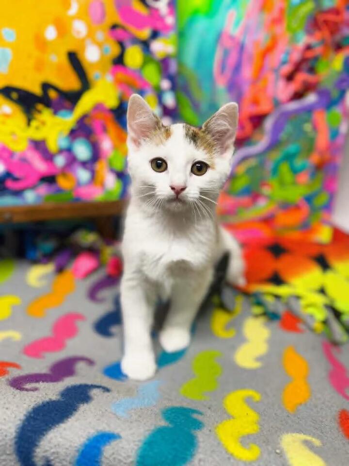🐱 Playful Kittens Ready for Adoption in Effingham, IL - NewsBreak
