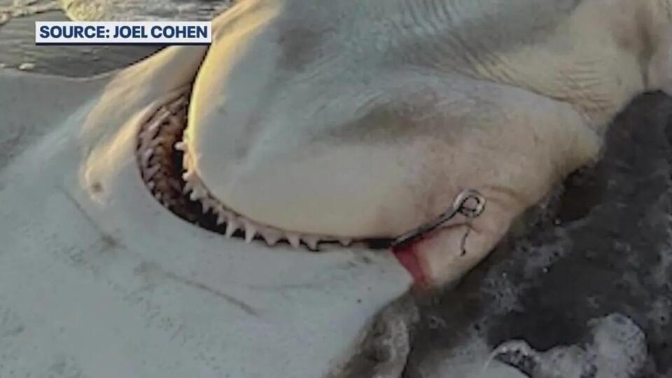 Massive hammerhead shark found dead on Satellite Beach - NewsBreak