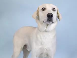 FIDO-Friday's Oregon Dog Rescue Featured Shelter Dog-SKITTLES