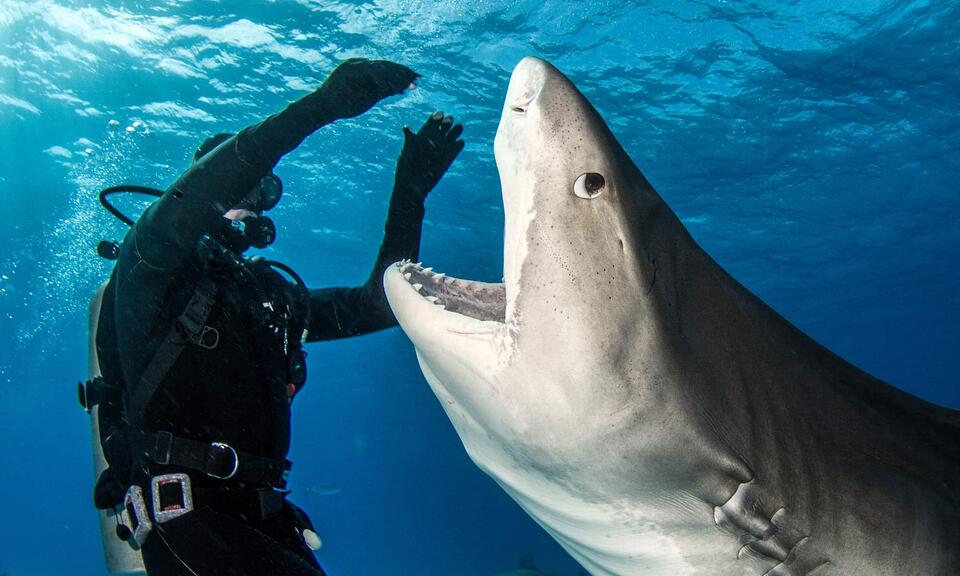 Experience the Sheer Size of Tiger Sharks in This Video of a Way-Too ...