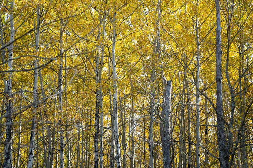 Here’s what the first day of fall looks like across Minnesota - NewsBreak