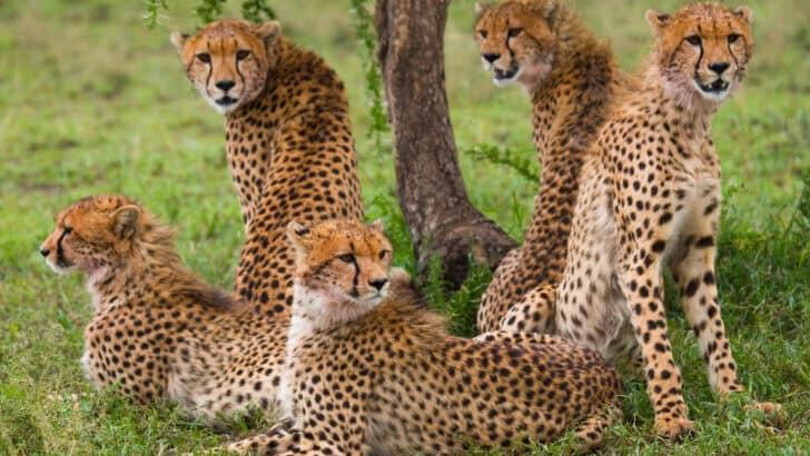 13 Fascinating Facts About Cheetahs That Will Leave You in Awe - NewsBreak