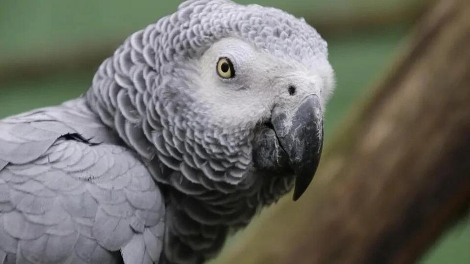 8 Amazing Discoveries About Birds’ Intelligence That Will Surprise You ...