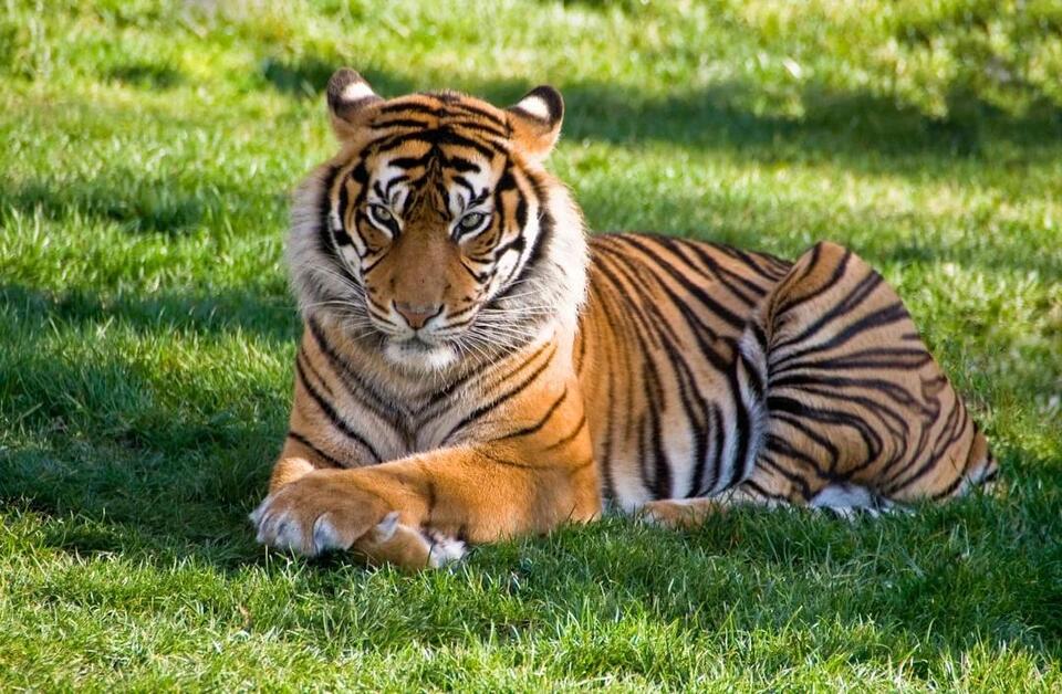 The Science of Tiger Stripes: Why No Two Are Ever the Same - NewsBreak